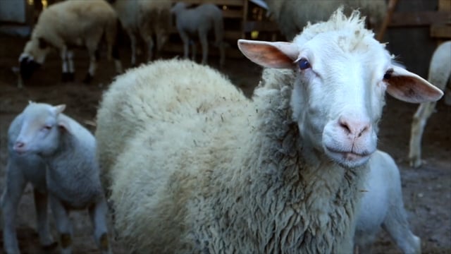 Sheep, Lamb, Blind. Free Stock Video - Pixabay
