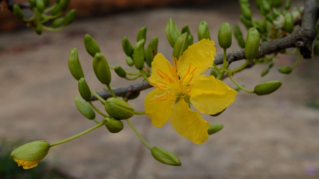 Flower, Apricot, Tree. Free Stock Video - Pixabay