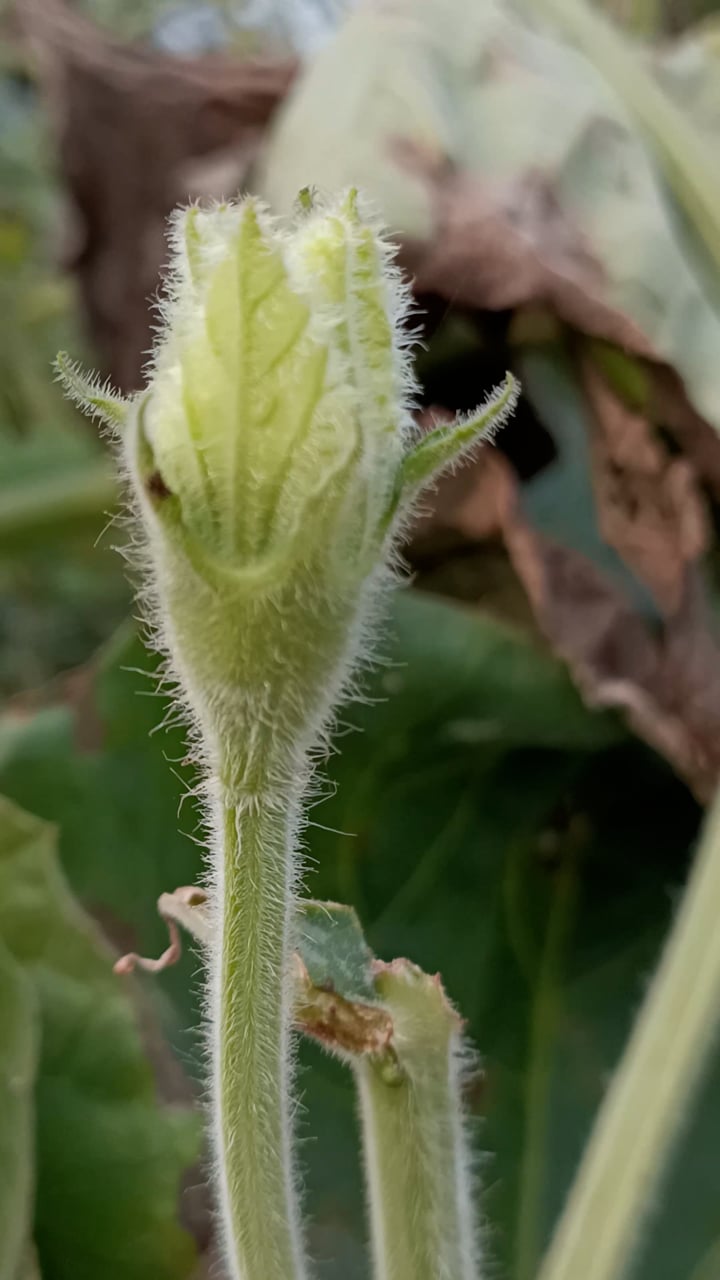 Bottle Gourd, Vegetables, Nature. Free Stock Video - Pixabay
