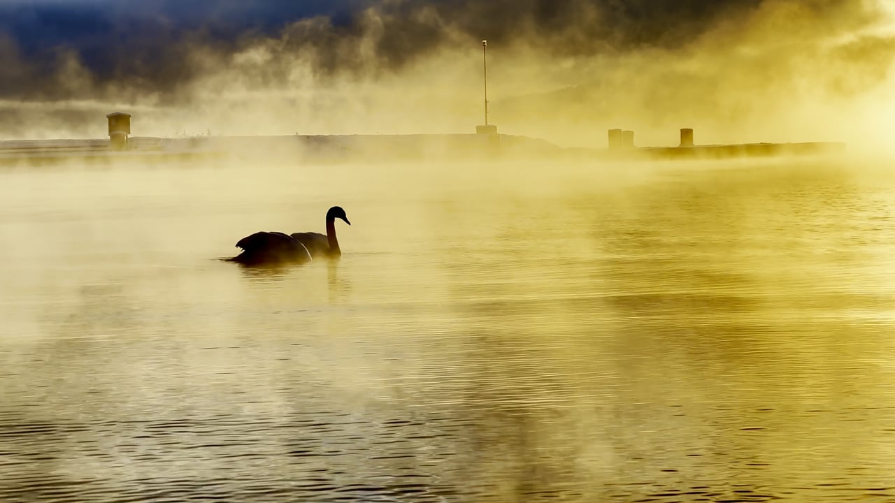 Swan, Lake, Fog. Free Stock Video - Pixabay Swan, Lake, Fog. Free Stock Video - Pixabay