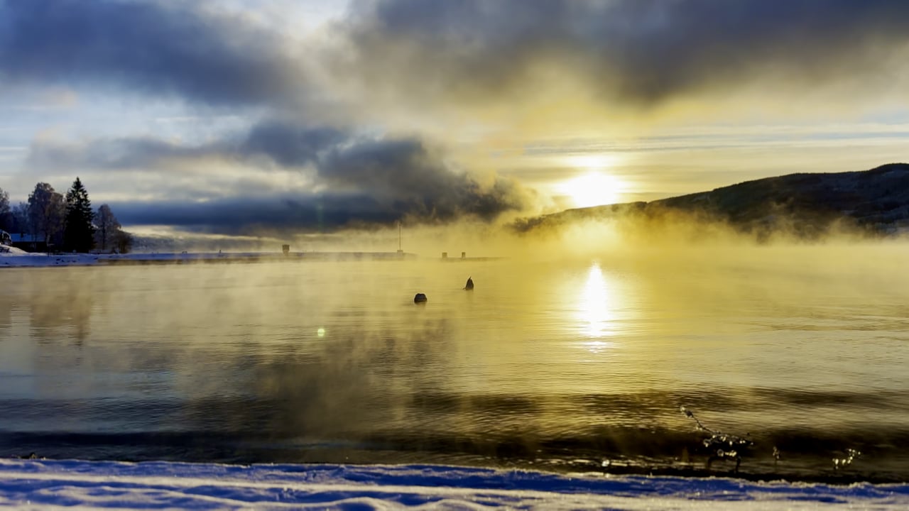 Swans, Lake, Fog. Free Stock Video - Pixabay Swans, Lake, Fog. Free Stock Video - Pixabay
