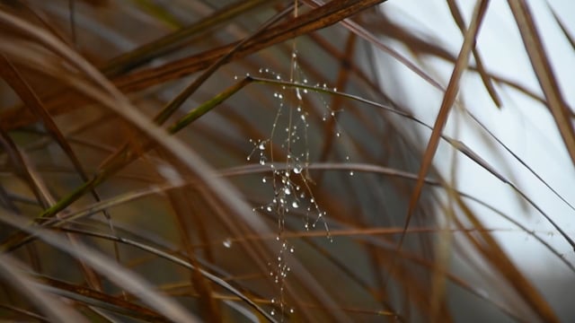 Grass, Wind, Drops Of Water. Free Stock Video - Pixabay