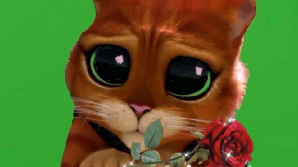 Green, Screen, Cat. Free Stock Video - Pixabay