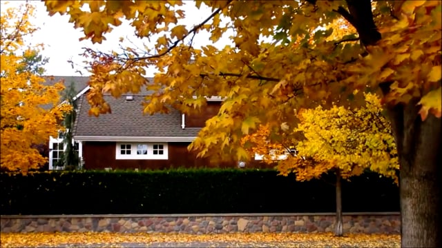Autumn, Maple Tree, Street. Free Stock Video - Pixabay