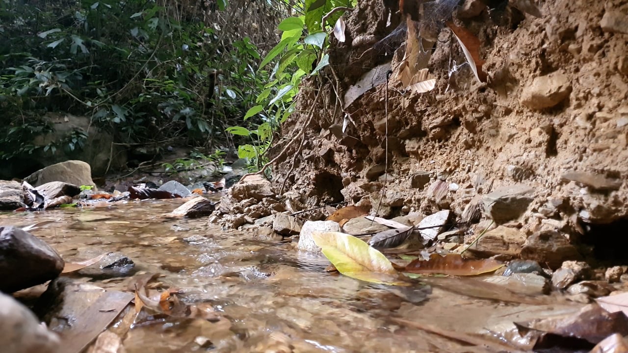 Stream Forest Videos: Download 10,955+ Free 4K & HD Stock Footage Clips ...