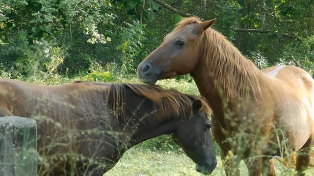 Más de 30 000 vídeos en HD y 4K gratis de Naturaleza Caballos y ...