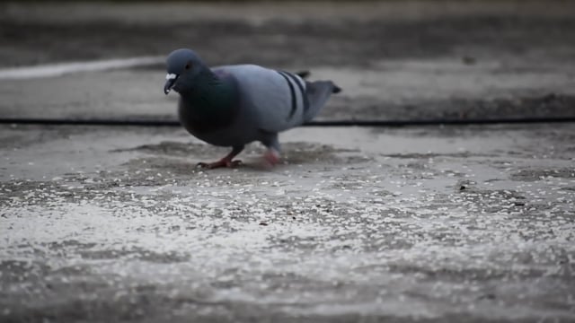 Birds, Pigeons, Feeding. Free Stock Video - Pixabay