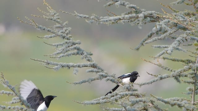Madarak Fa Ágak Csürhe - Free video on Pixabay