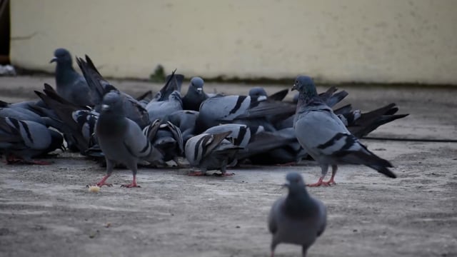 Birds, Pigeons, Feeding. Free Stock Video - Pixabay