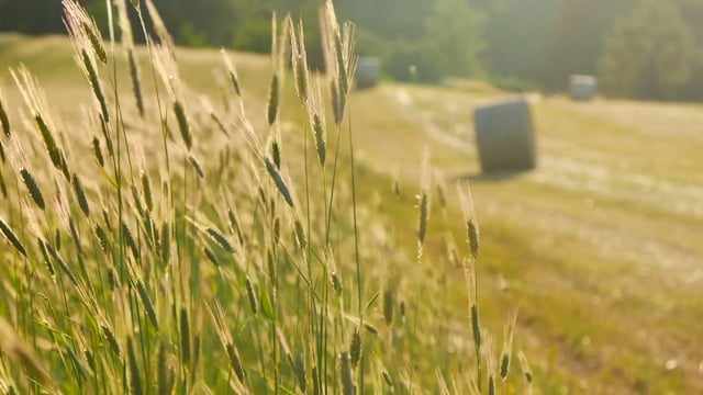 Gras Gebied Wind - Free video on Pixabay