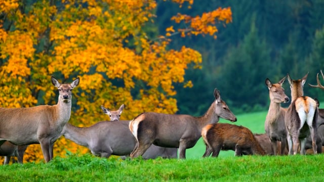 Deer, Wild, Tree. Free Stock Video - Pixabay