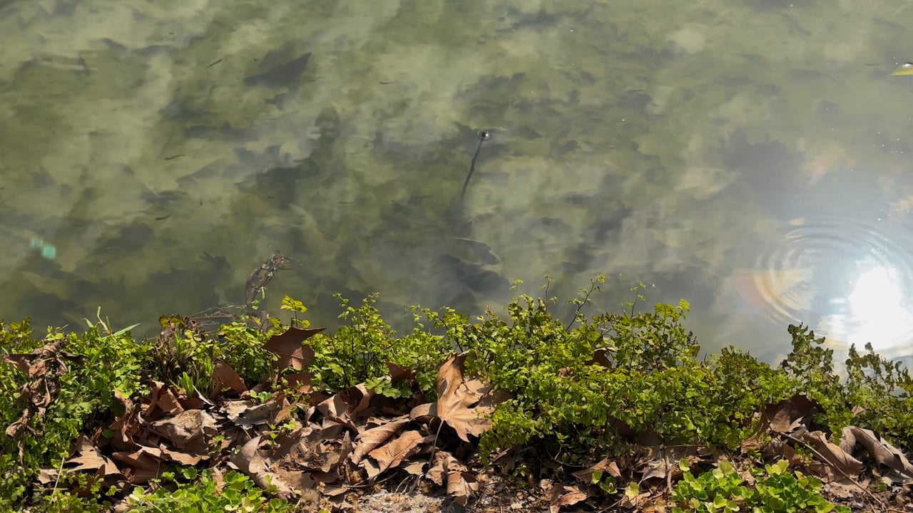 River, Pond, Beautiful Wallpaper. Free Stock Video - Pixabay