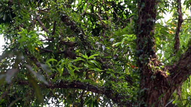 Leaves Tree Wind Free Stock Video Pixabay