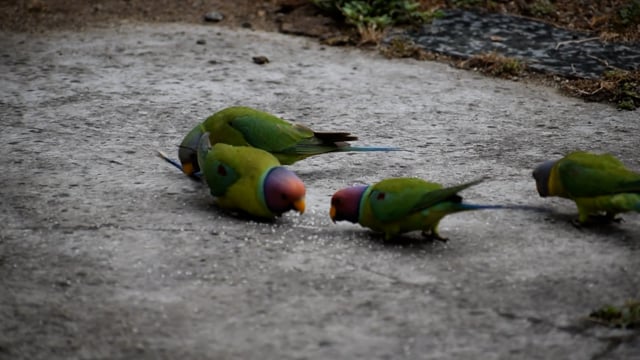 Birds, Colourful, Parrot. Free Stock Video - Pixabay
