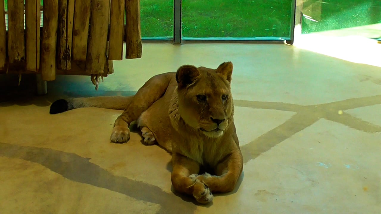 Leo, Animal, Predator. Free Stock Video - Pixabay