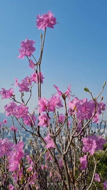 Azalea Videos: Download 29+ Free 4K & HD Stock Footage Clips - Pixabay
