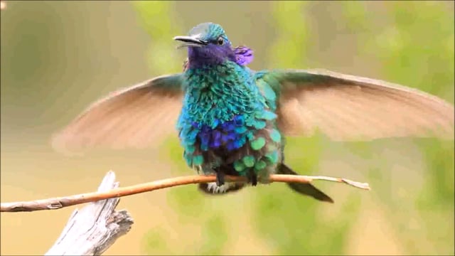 Hummingbird, Bird, Plumage. Free Stock Video - Pixabay