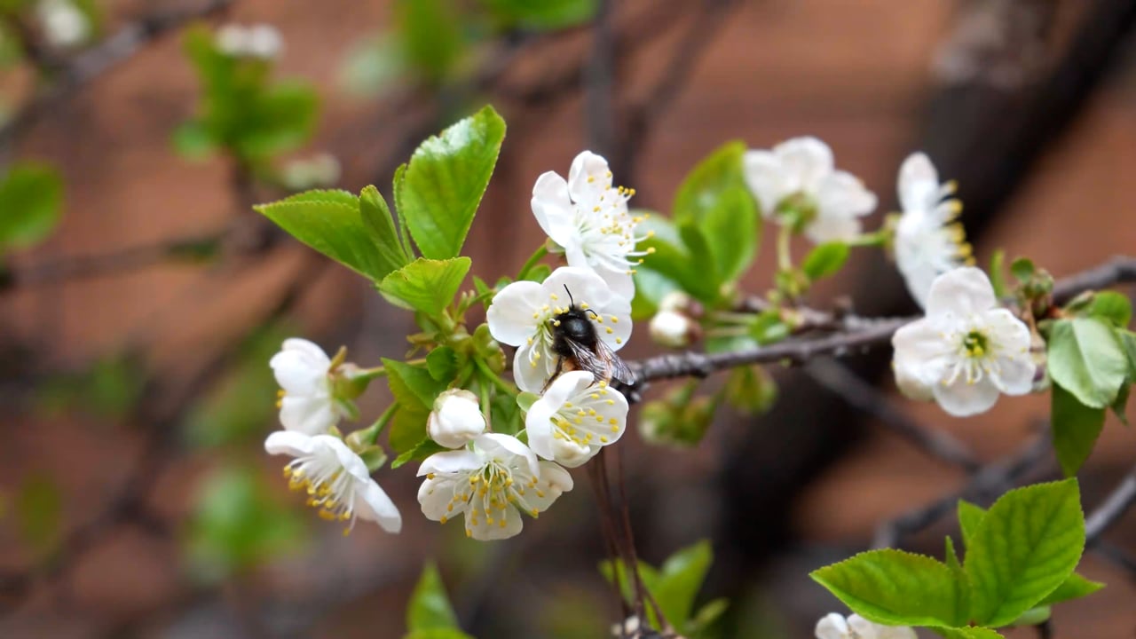Bee, Insect, Flower. Free Stock Video - Pixabay