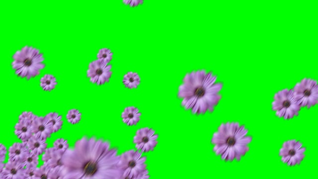 Green Screen Flower Videos: Download 12,195+ Free 4K & HD Stock Footage ...