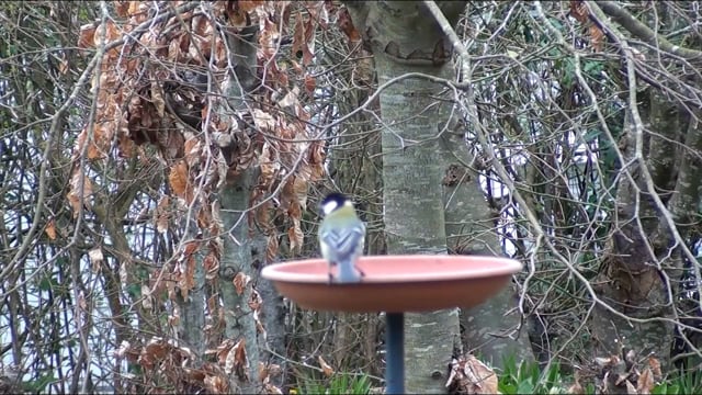 Bird, Feeding Board, Nature. Free Stock Video - Pixabay