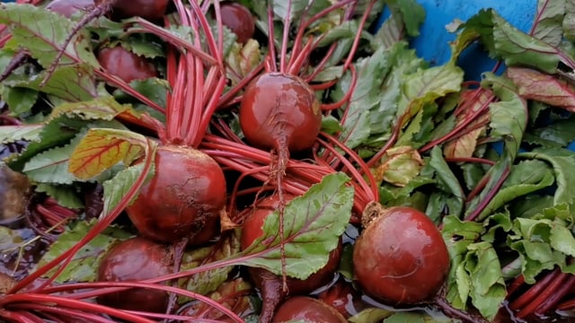 Beets, Guatemala, Crops. Free Stock Video - Pixabay