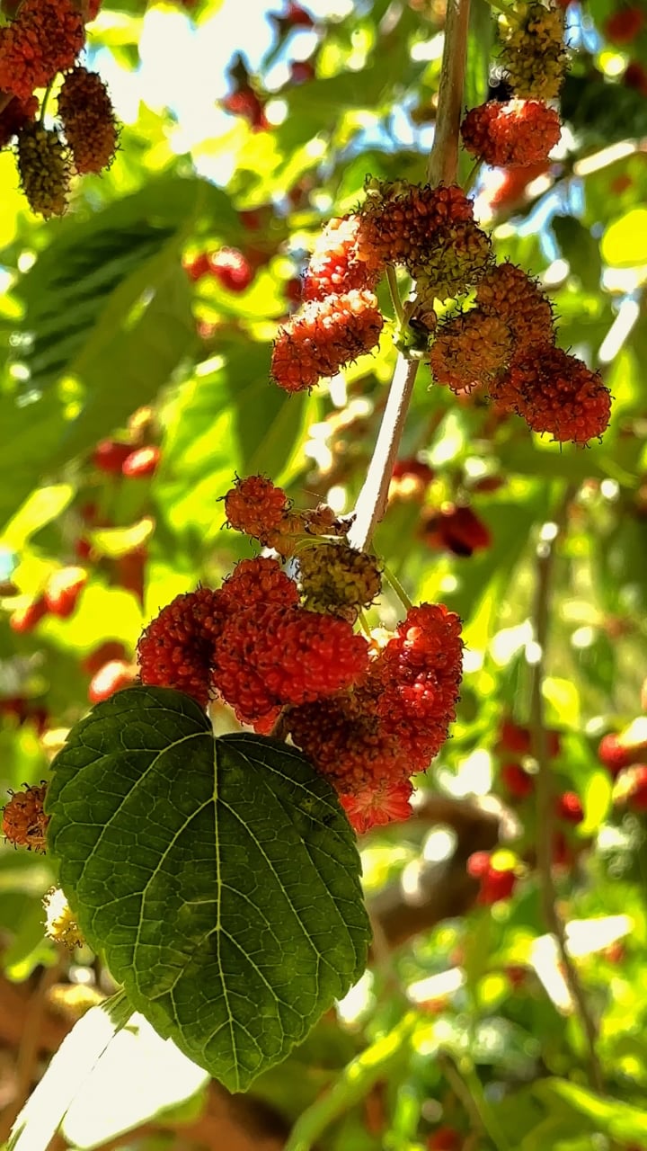 Mulberry, Fruit, Tree. Free Stock Video - Pixabay