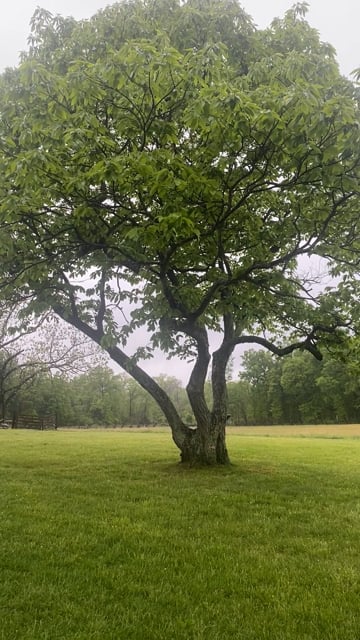 Nature, Tree, Rain. Free Stock Video - Pixabay