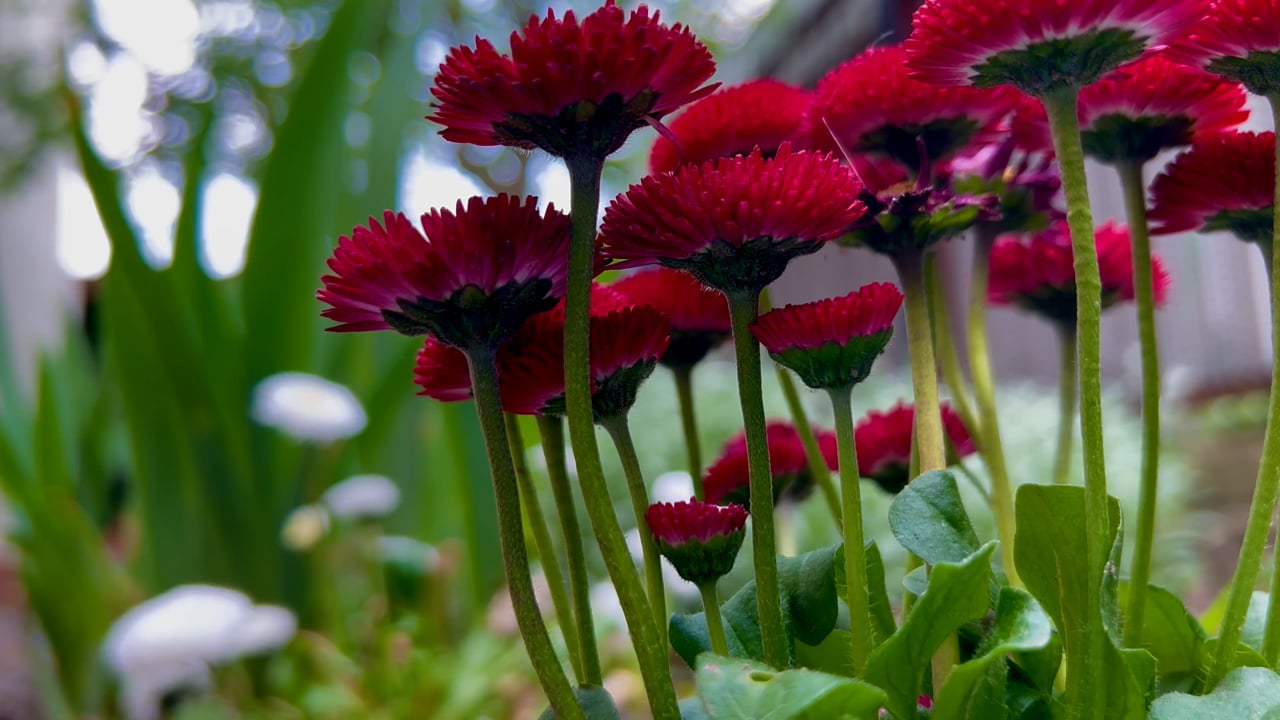 Flowers, Daisies, Plants. Free Stock Video - Pixabay