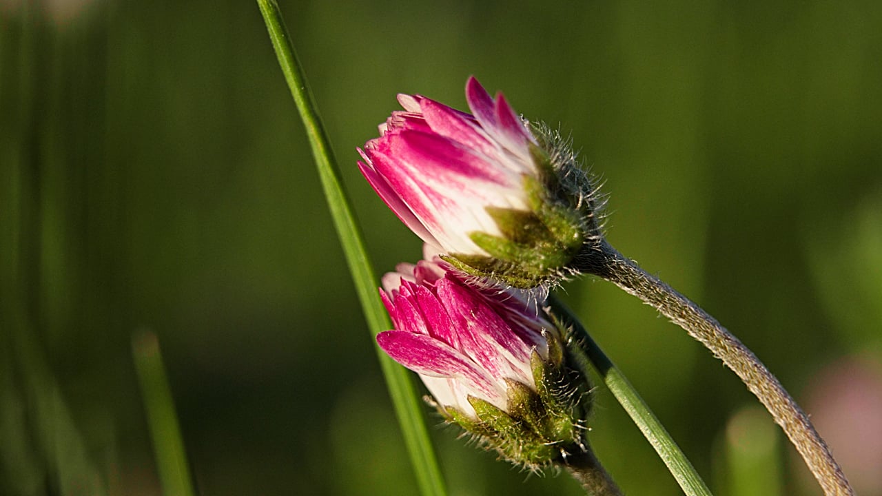 2,000+ Free Garden & Flower Videos, HD & 4K Clips - Pixabay