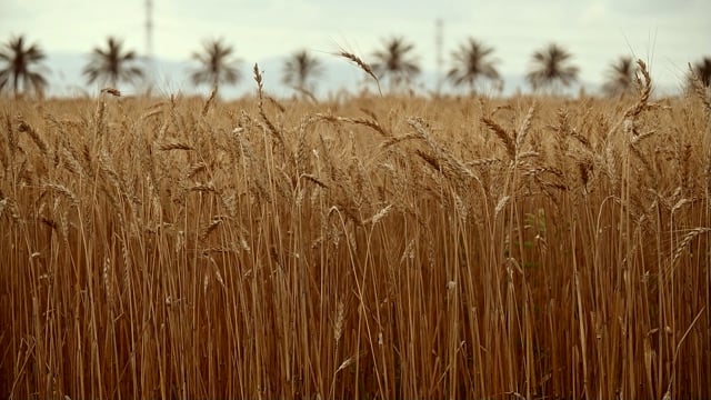 Agricultura Campo De Trigo - Free video on Pixabay