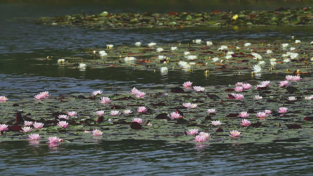 Nuferi Floare Plante Acvatice - Free video on Pixabay