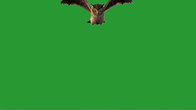 Bird Green Screen Videos: Download 12,079+ Free 4K & HD Stock Footage ...
