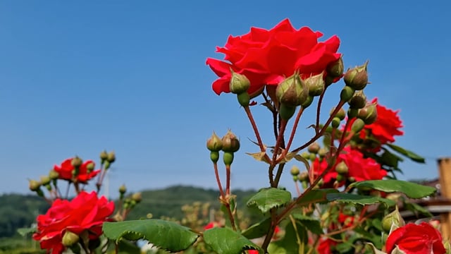 Rose, Flora, Wind. Free Stock Video - Pixabay