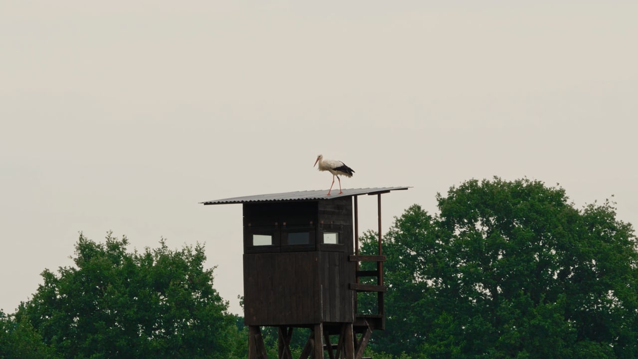Stork, Bird, Animal. Free Stock Video - Pixabay