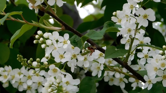 Flowers, Spring, 2023. Free Stock Video - Pixabay