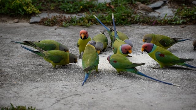 Parrots, Parakeets, Birds. Free Stock Video - Pixabay