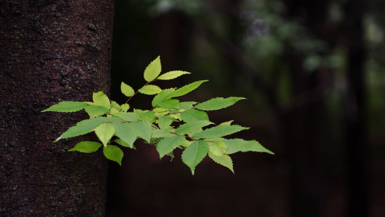 Leaves Plants Wind Free Stock Video Pixabay