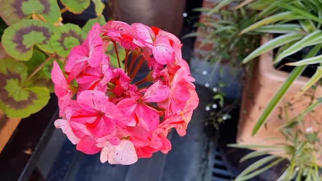 Plant, Garden, Flower. Free Stock Video - Pixabay