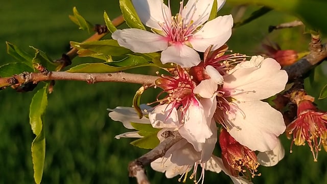 Flor Rosa Almendro - Free video on Pixabay - Pixabay