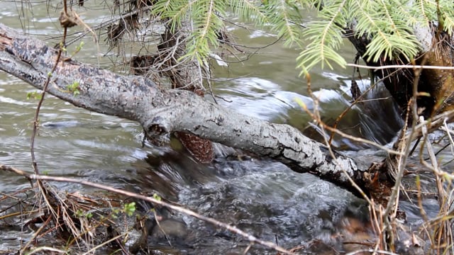 River, Branches, Plants. Free Stock Video - Pixabay
