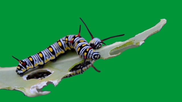 Caterpillar, Insects, Green. Free Stock Video - Pixabay
