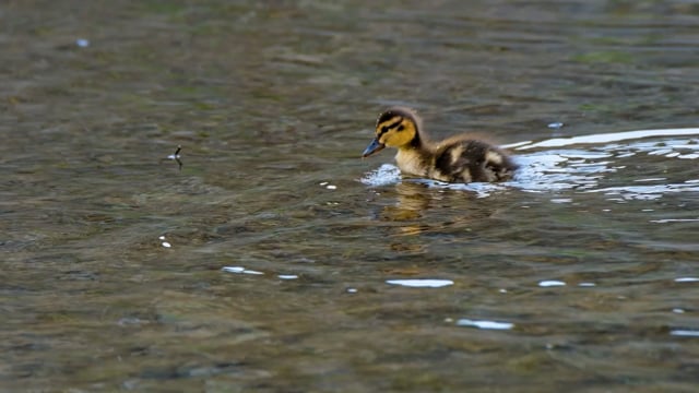 Duck, Female, Chick. Free Stock Video - Pixabay