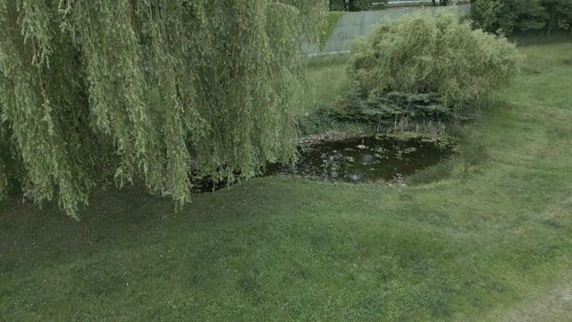Tree, Pond, Pool. Free Stock Video - Pixabay