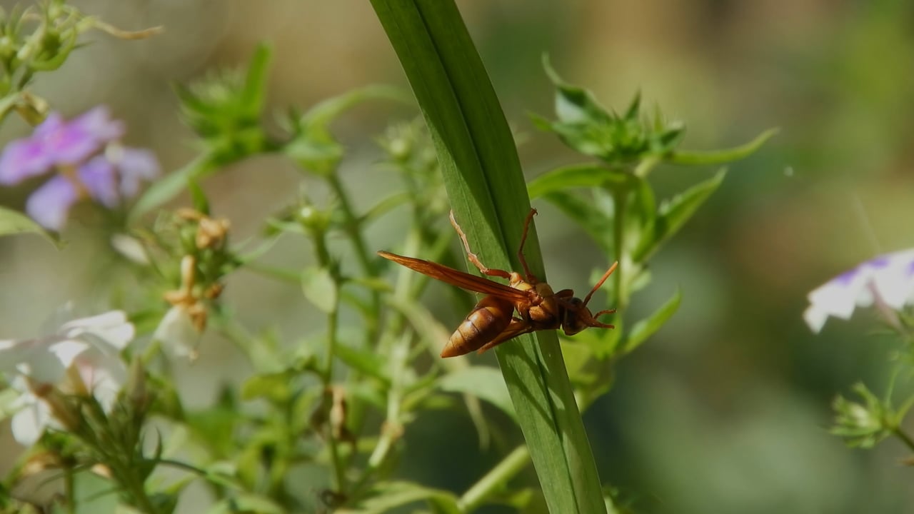 Wasp Insect Grass Free Stock Video Pixabay