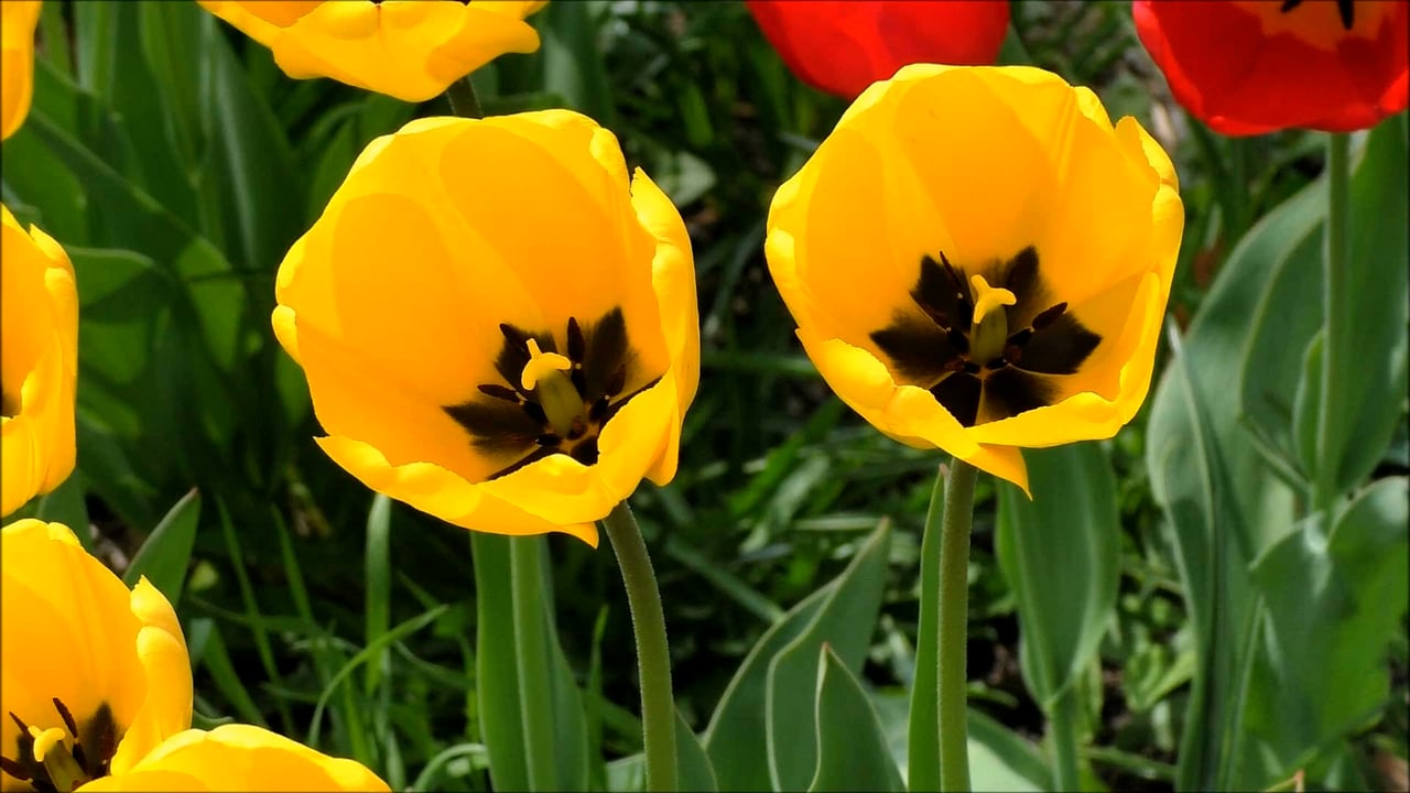 Tulips, Flowers, Blooming. Free Stock Video - Pixabay