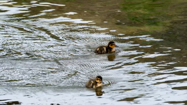 Duck, Cub, Chick. Free Stock Video - Pixabay