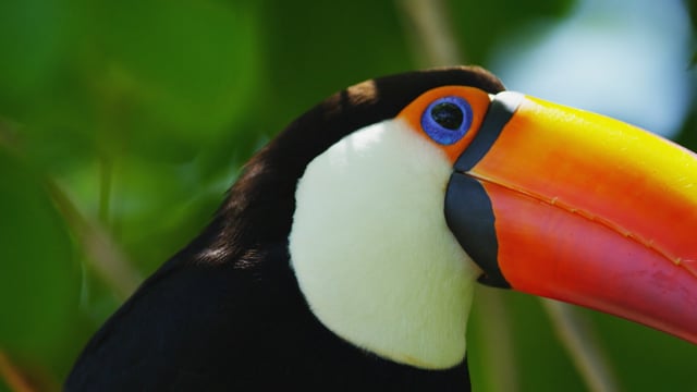 Downloads To Save Toucan Toucan Fly Images | Free Photos, PNG
