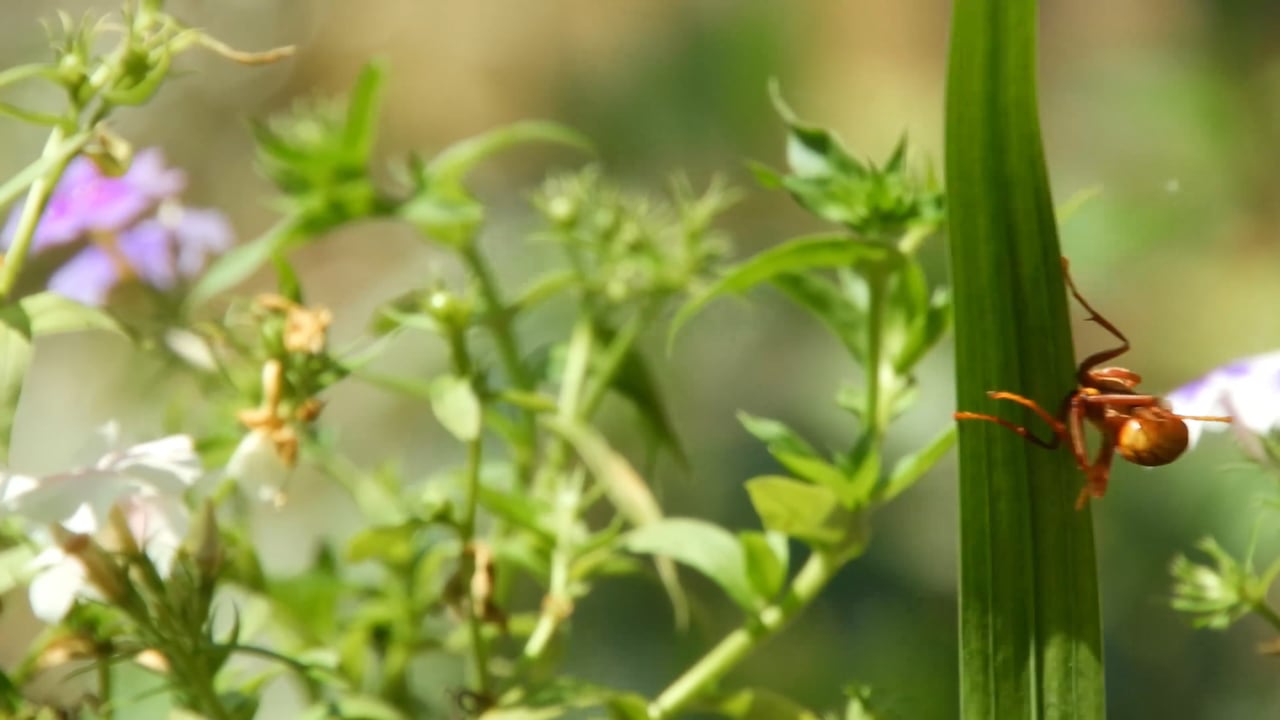 Wasp Insect Grass Free Stock Video Pixabay