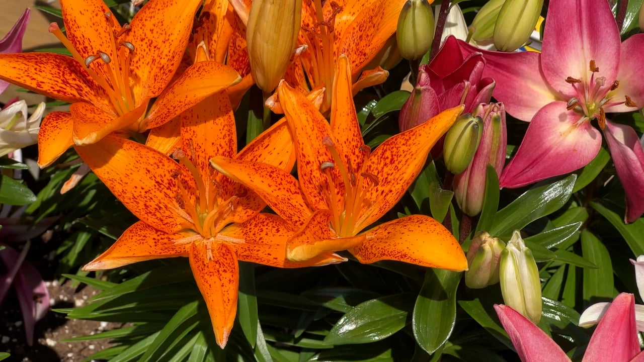 Flowers, Lily, Petals. Free Stock Video - Pixabay