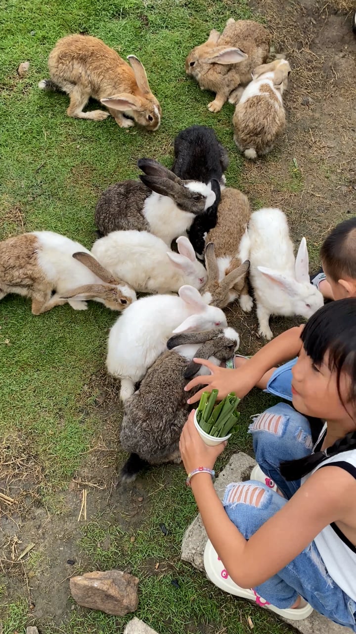 Nature, Rabbit, Play. Free Stock Video - Pixabay
